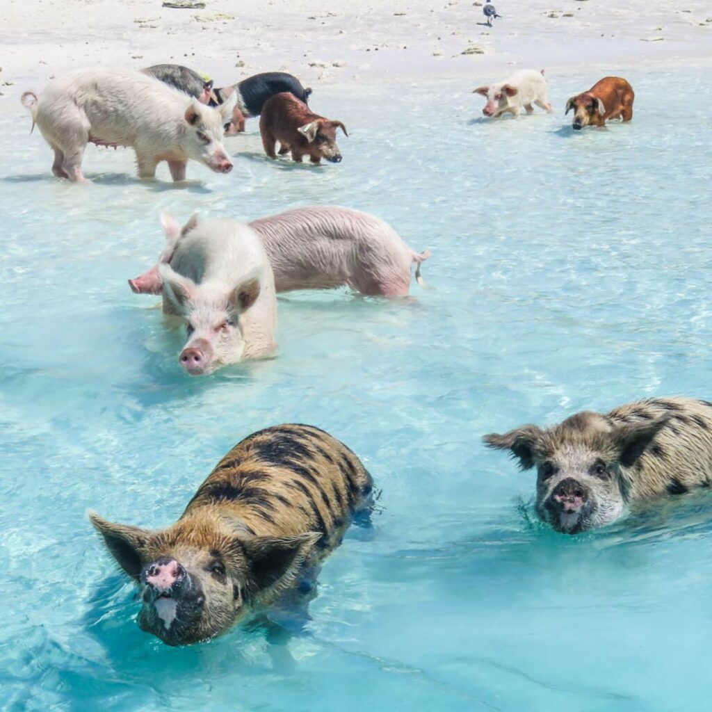 Pig Island: un sitio peculiar en las Bahamas - Travel & Life: Tu Guía ...