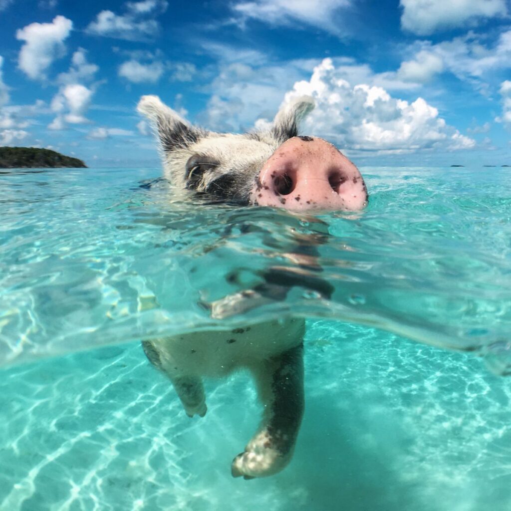 Pig Island: un sitio peculiar en las Bahamas - Travel & Life: Tu Guía ...