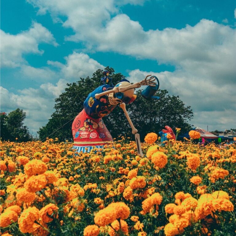 ¿Dónde están los mejores campos de flores de cempasúchil? - Travel ...